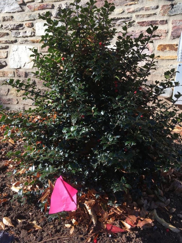 Pink Flags of Progress | Director's Blog