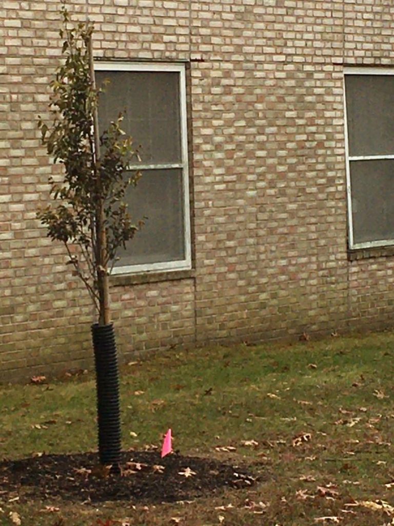 Pink Flags of Progress | Director's Blog