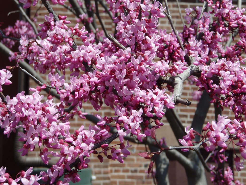 Guest Blogger: Grace Harbison on the Curious Cauliflory | Director's Blog