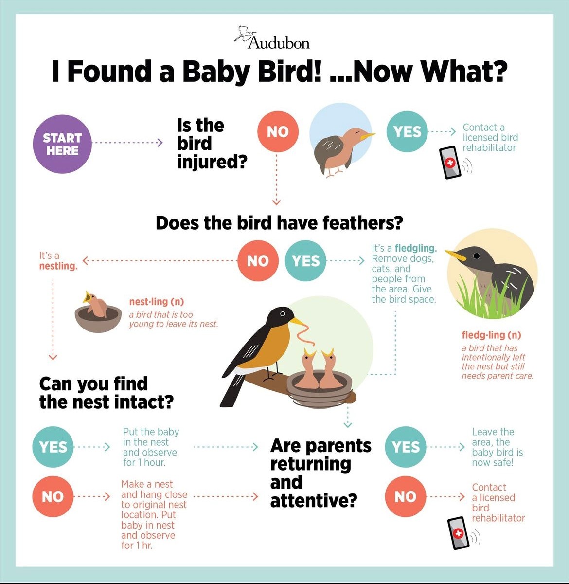 What to do if you find a baby bird | Avian Affairs at Temple