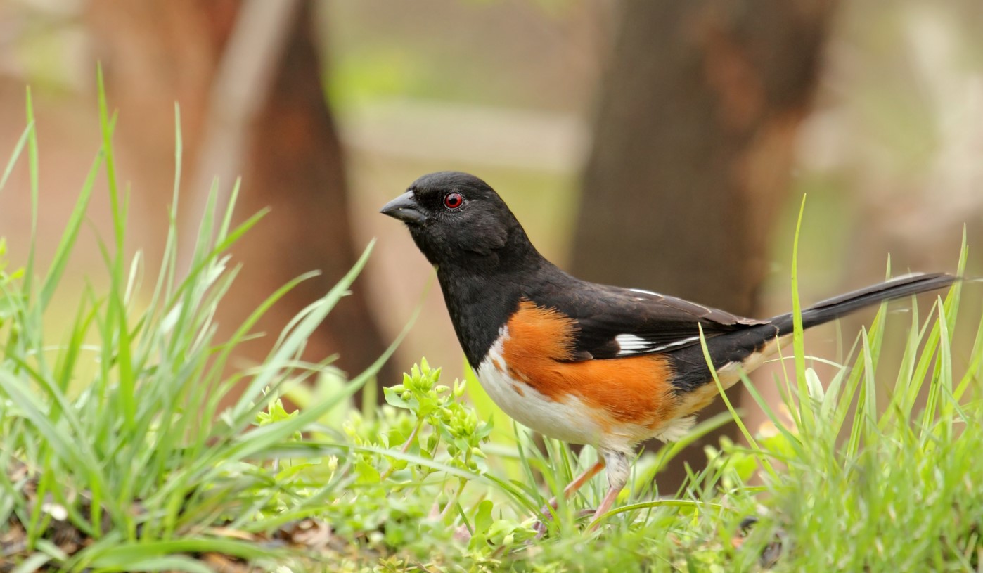 Campus Birds: Migrants | Avian Affairs at Temple