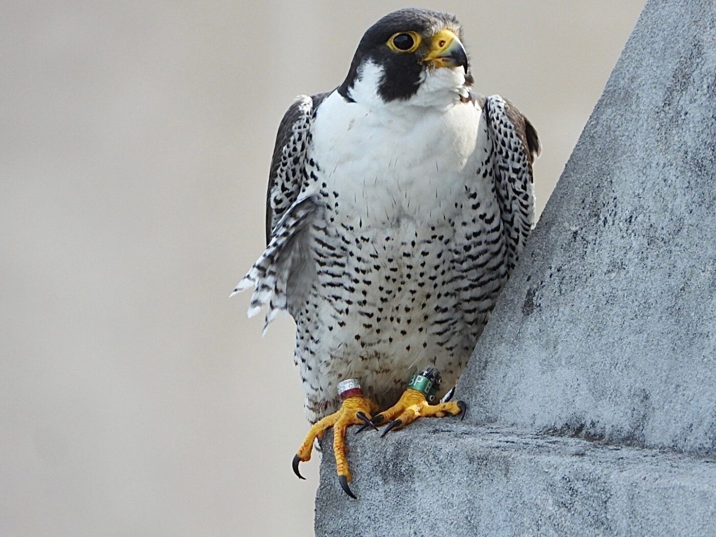 Campus Birds: All-Year | Avian Affairs at Temple