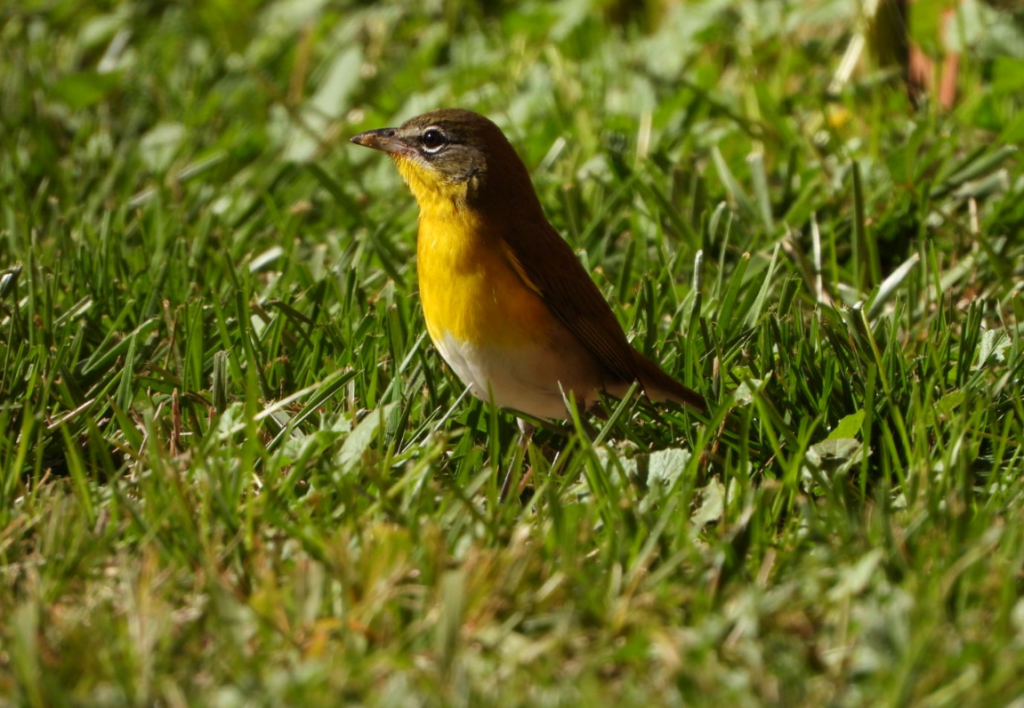 Campus Birds: Rarities | Avian Affairs at Temple